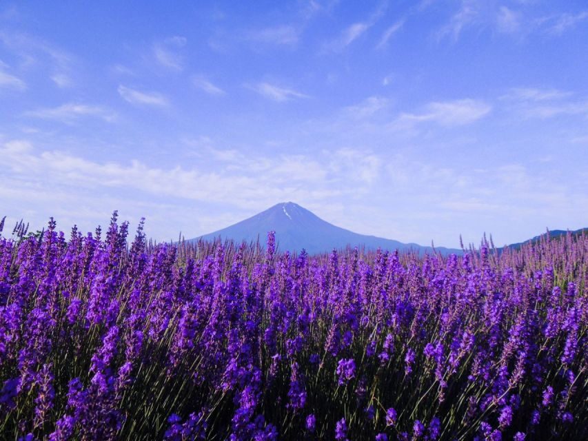 Seasonal Mt. Fuji Scenic Views, Fruit Picking and Ropeway! - How the Experience Comes Together