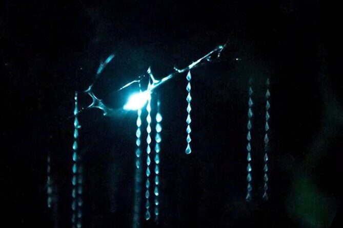 See Auckland's Secret Glow Worms - Analyzing the Value: Price and Experience
