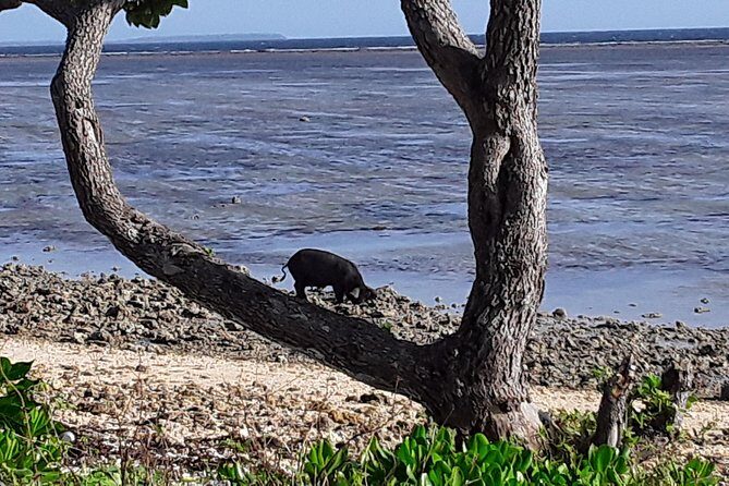 See Hear and Experience Full Island tour - Who Should Take This Tour?