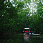 Semporna: Proboscis Monkey & Firefly Cruise with Dinner - An In-Depth Look at the Proboscis Monkey & Firefly Cruise
