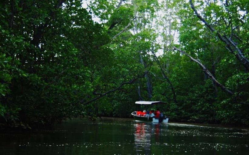 Semporna: Proboscis Monkey & Firefly Cruise with Dinner - An In-Depth Look at the Proboscis Monkey & Firefly Cruise