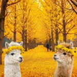 Seoul: Alpaca World & Nami Island (opt. Gangchon Railbike) - Why This Tour Offers Good Value