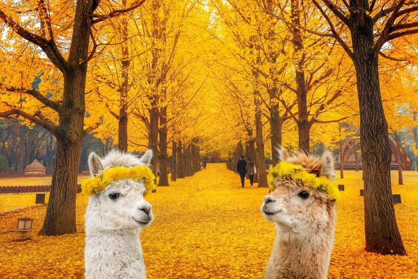 Seoul: Alpaca World & Nami Island (opt. Gangchon Railbike) - Why This Tour Offers Good Value