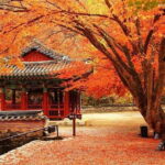 Seoul: Classic Naejangsan National Park Shuttle Bus - What to Expect from the Naejangsan National Park Shuttle Bus Tour