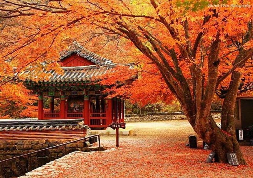 Seoul: Classic Naejangsan National Park Shuttle Bus - What to Expect from the Naejangsan National Park Shuttle Bus Tour