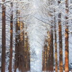 Seoul: Eobi Valley(Winter), Strawberry, Nami Island and Bike - Practical Details and Value