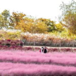 Seoul Full-Day City Tour: Hanok Village, Scenic Routes - What’s Included and What to Keep in Mind