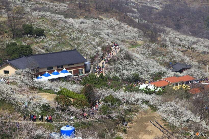Seoul: Korea Spring Cherry Blossom Day Tour - Donghaksa Temple Cherry Blossom