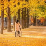 Seoul: Nami Island and Garden of Morning Calm (opt Railbike) - Who Will Enjoy This Tour?