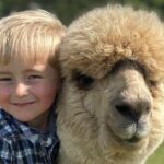 Shamarra Alpaca Farm Tours - Who Will Love This Tour?