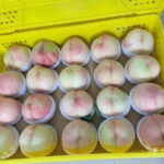 Shanghai: Delicate Seasonal Fruits and Picking Experience - The Experience Provider and Practical Details