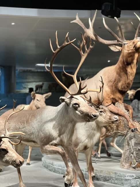 Shanghai: Natural History Museum Tickets Purchase service - The Bottom Line: Is It Worth It?