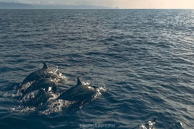 Shared Bohol Dolphin Watching and Pamilacan Island Tour - An In-Depth Look at the Tour Experience