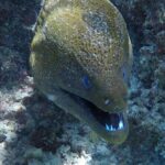 SHARED HALF DAY LAGOON TOUR - Bora Bora Cultural Lagoon Tour - Who is This Tour Best For?