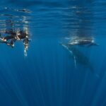 Shared Whale Expedition - The Experience from Traveler Perspectives