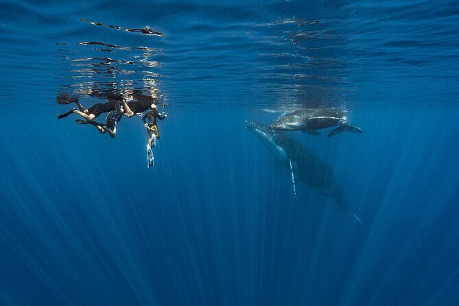 Shared Whale Expedition - The Experience from Traveler Perspectives