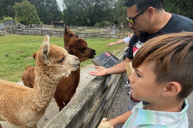 Sheep World Country Tour from Auckland - An In-Depth Look at the Sheep World Country Tour