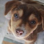 Shelter Visit & Tour - A Detailed Look at the Shelter Visit & Tour Experience