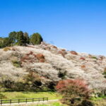 Shin-Toyota: Korankei/Obara Bus Tour with Persimmon Tasting - Frequently Asked Questions
