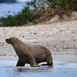 Shoalwater Islands Marine Park Cruise with Lunch - Authentic Wildlife and Scenic Highlights