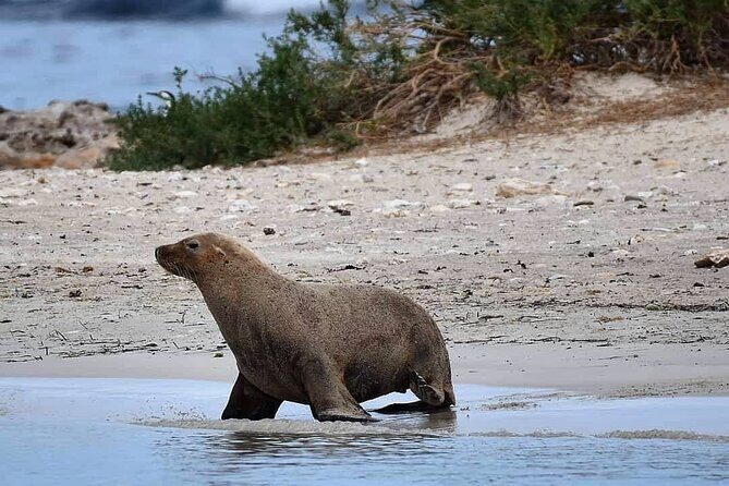 Shoalwater Islands Marine Park Cruise with Lunch - Authentic Wildlife and Scenic Highlights