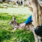Shore Excursion: Hobart Wanderer - Considerations for Travelers