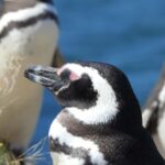 Shore Tours Peninsula Valdes Puerto Madryn Cruise Passengers - What Travelers Say