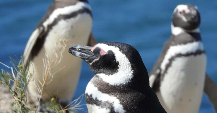 Shore Tours Peninsula Valdes Puerto Madryn Cruise Passengers - What Travelers Say