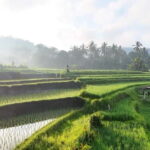 Sidemen rice terraces trek and local village walk - Deep Dive Into the Rice Fields and Village Life