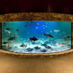 Siem Reap: Angkor Wildlife & Aquarium Entrance Ticket - Is It Worth the Price?