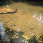 Siem Reap: Kulen, Waterfall 1000 lingas hosting by Local - Who Will Love This Tour?