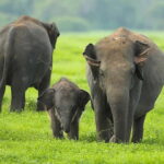 Sigiriya: Elephant Migration Safari at Hurulu Eco Park - Introduction: An Inviting Safari for Nature Enthusiasts