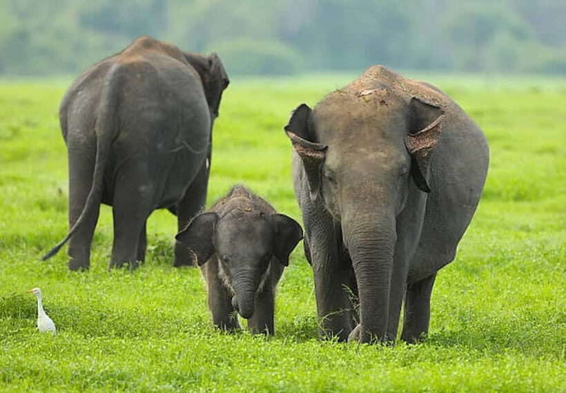 Sigiriya: Elephant Migration Safari at Hurulu Eco Park - Introduction: An Inviting Safari for Nature Enthusiasts