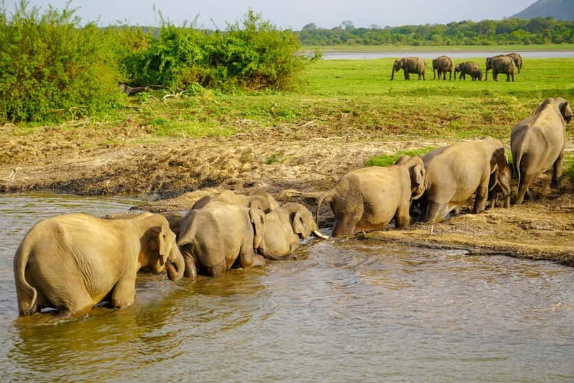 Sigiriya Lion Rock & Minneriya National Park Private Tour - The Nitty-Gritty of the Itinerary