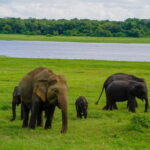 Sigiriya: Lion Rock & Minneriya Safari Full Day Private Tour - Transitioning from Culture to Wildlife
