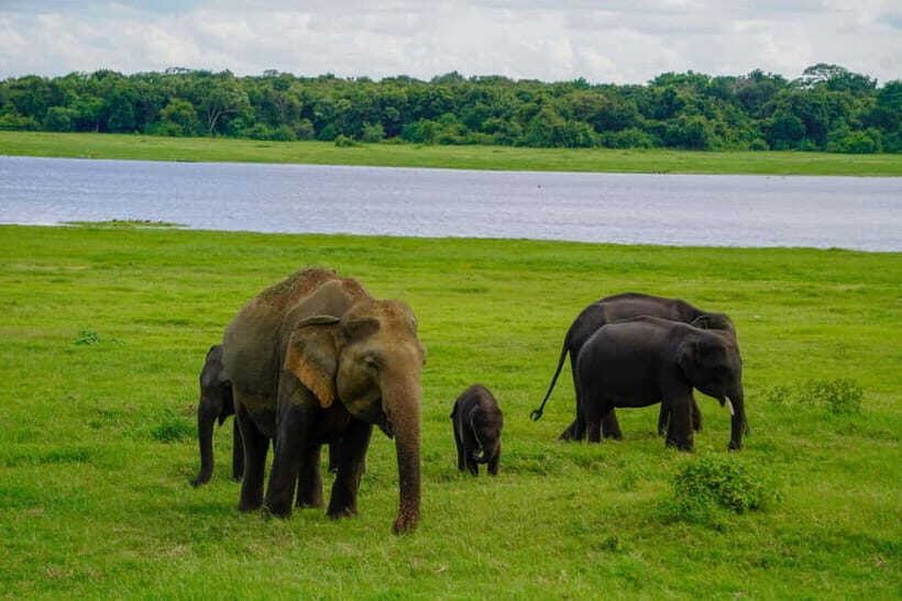 Sigiriya: Lion Rock & Minneriya Safari Full Day Private Tour - Transitioning from Culture to Wildlife