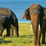 Sigiriya: Minneriya National Park Private Jeep Safari - Who Will Love This Safari?