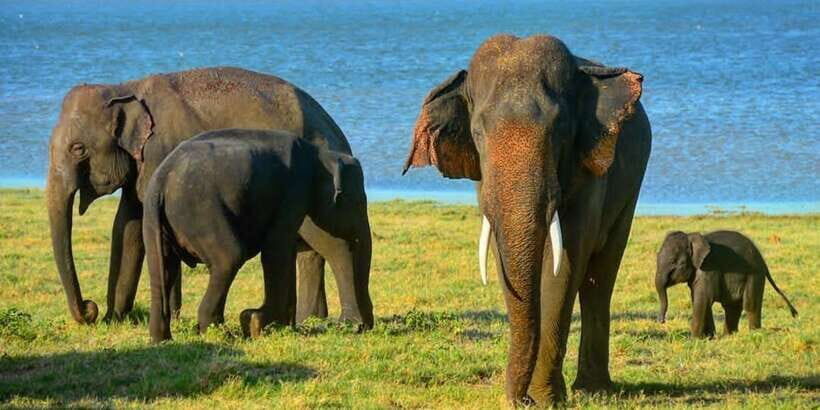 Sigiriya: Minneriya National Park Private Jeep Safari - Who Will Love This Safari?