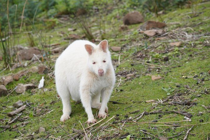 Signature Bruny Island Tour - Hobart & SE Tasmania - Who Will Enjoy This Tour?