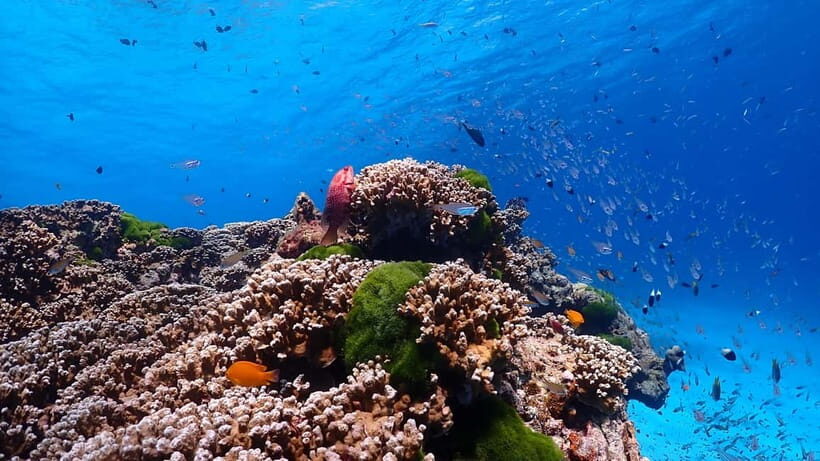 SIMILAN ISLAND BY SPEED BOAT FROM PHUKET - Who Should Consider This Tour?