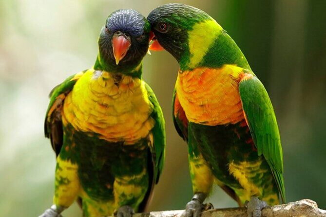 Singapore Bird Paradise Entry Ticket - Practical Tips for Visiting Bird Paradise