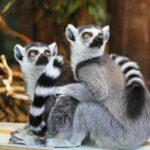 Singapore: Zoo & Night Safari Combos with Hotel Pick & Drop - Practical Considerations