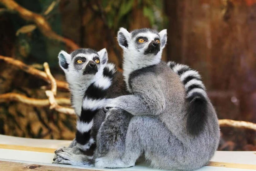 Singapore: Zoo & Night Safari Combos with Hotel Pick & Drop - Practical Considerations