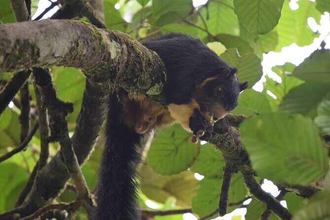 Sinharaja Rain Forest Tour from Colombo - Authentic Experiences and Practical Details