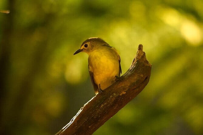 Sinharaja Rainforest Private Day Tour from Galle - Who’s this tour best for?