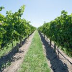 Sip and Savor: Private Yarra Valley Wine Tour from Melbourne - Authentic Experiences and Authentic Reviews