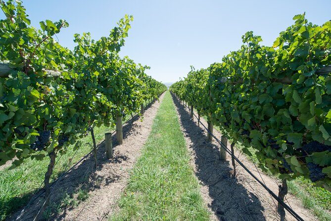 Sip and Savor: Private Yarra Valley Wine Tour from Melbourne - Authentic Experiences and Authentic Reviews