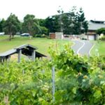 Sirromet Winery A Petit Pairing - Who Would Love This Experience?