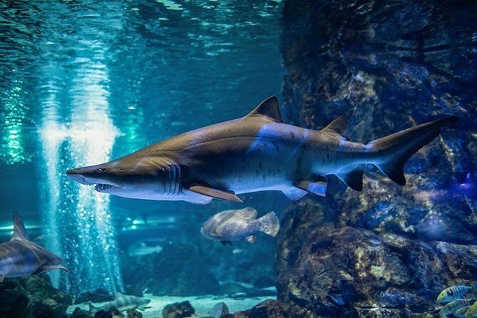 Skip the Line: The Greatest Urban Aquarium COEX Ticket() - Who Should Visit the COEX Aquarium?