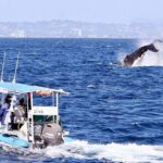 Small Boat Whale Watching Tour in Gold Coast - The Sum Up